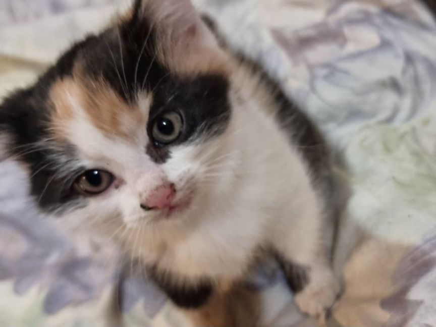 Кошка