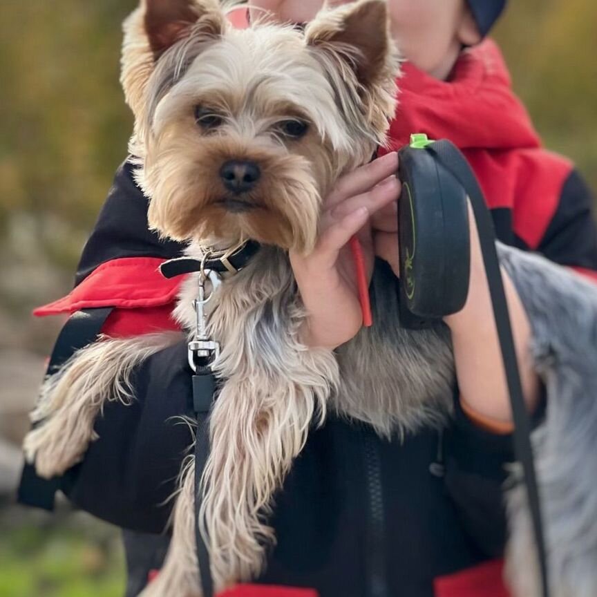 Йоркширский терьер