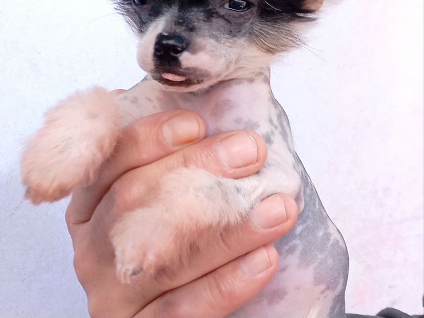 Китайская хохлатая голая минюшечка