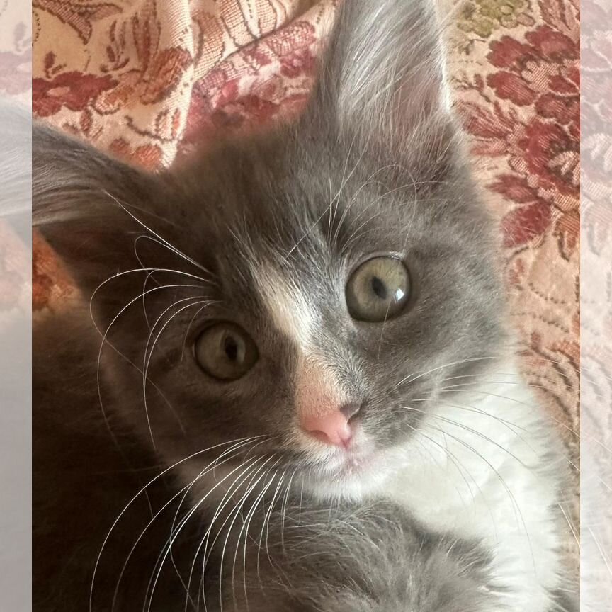 Котёнок в добрые руки