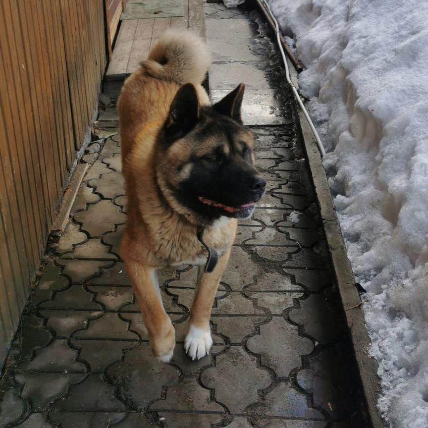 Отдам в добрые руки