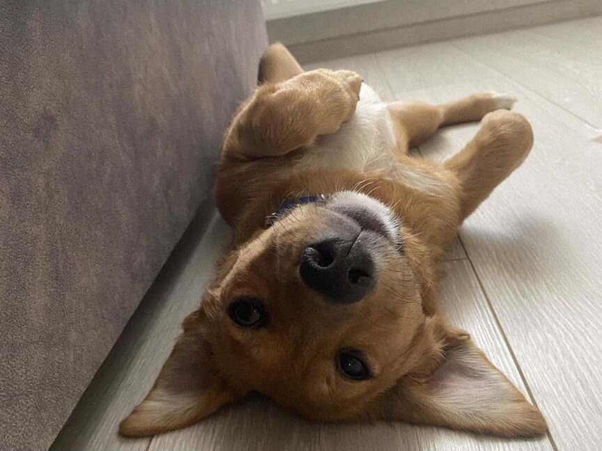 Собака в добрые руки