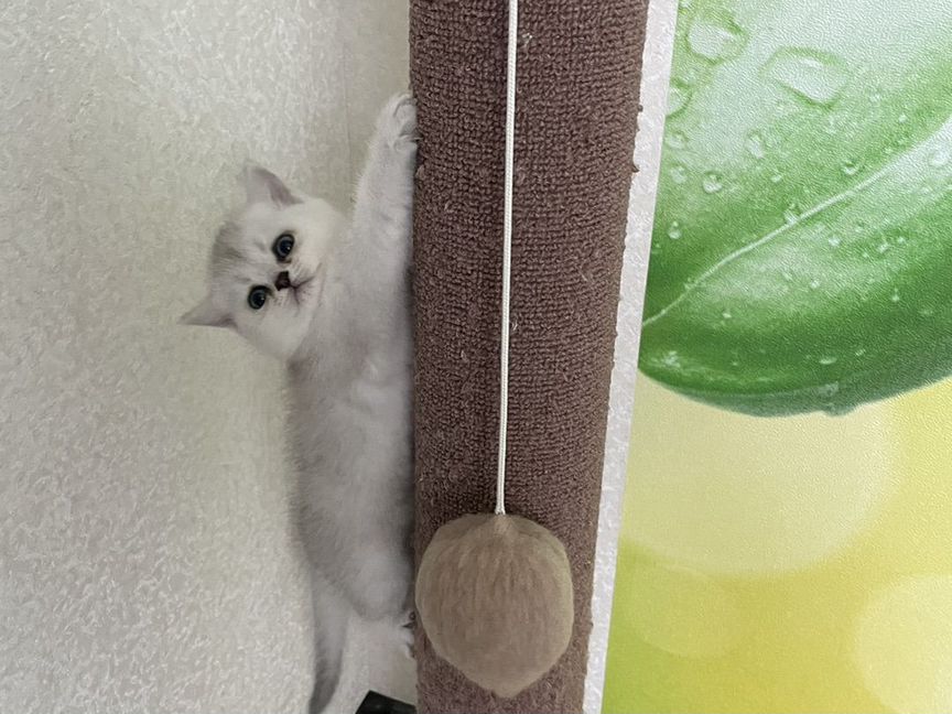 Продаётся кошечка британская шиншилла