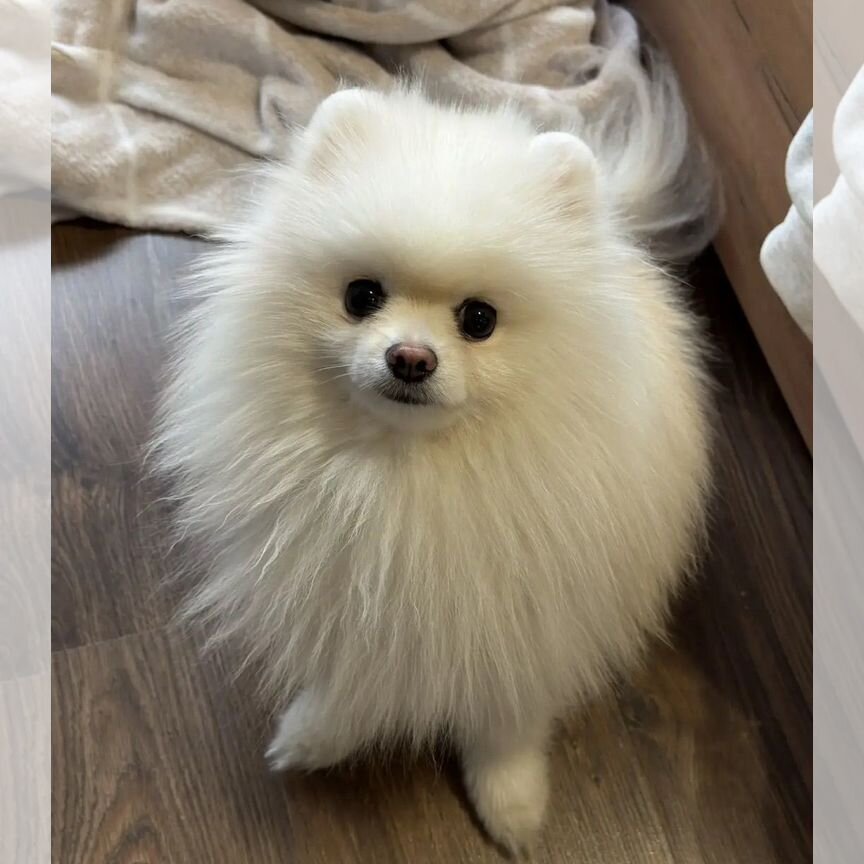 Померанский шпиц, взрослый пёс