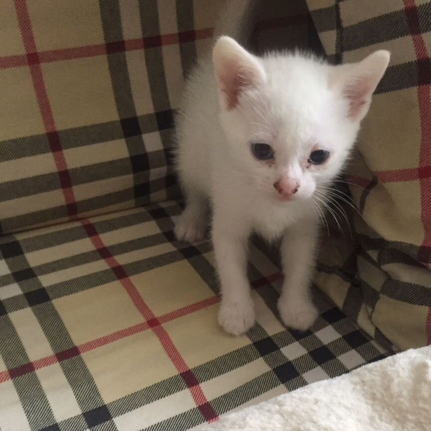 Белая кошечка