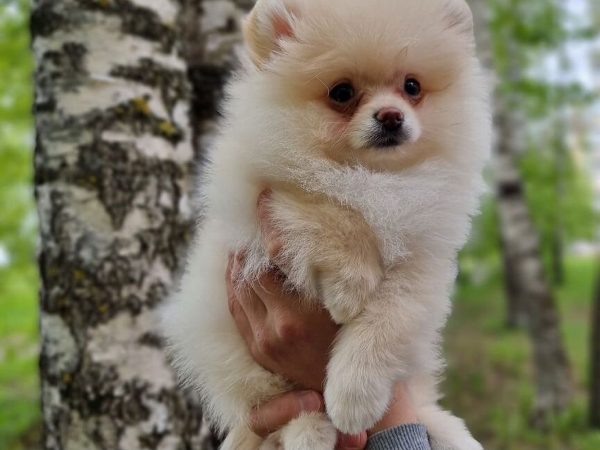 Померанский шпиц