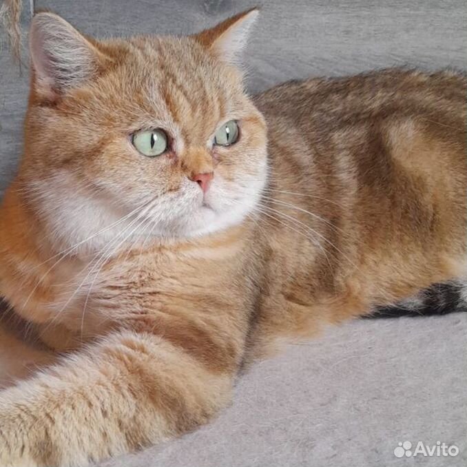 Кот и кошечка (золотая и серебристая шиншилла)