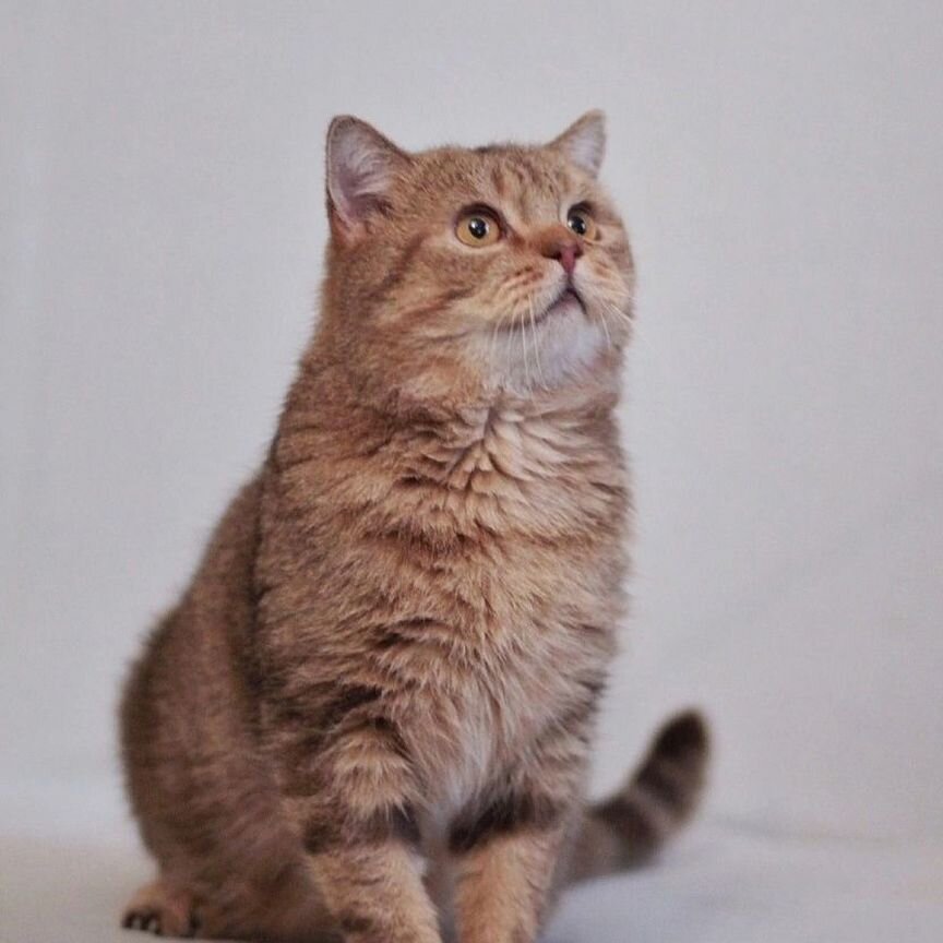 Золотой кот ищет золотые руки