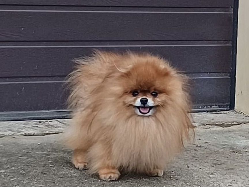 Померанский щпиц мини