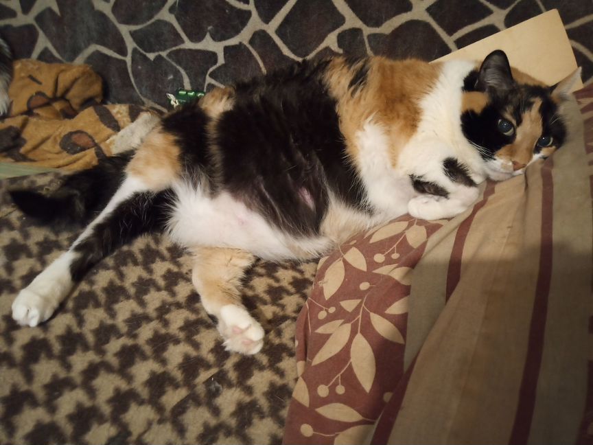 Кошечке очень нужен дом