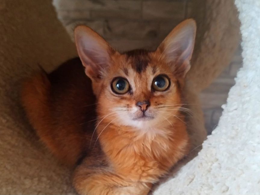 Девочка Сомали