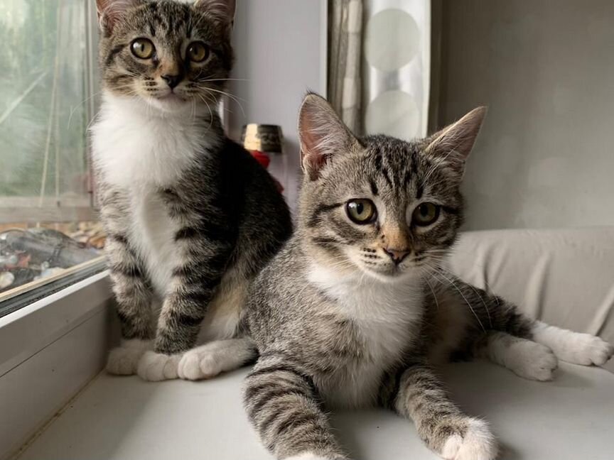 Две девочки 2,5 месяца