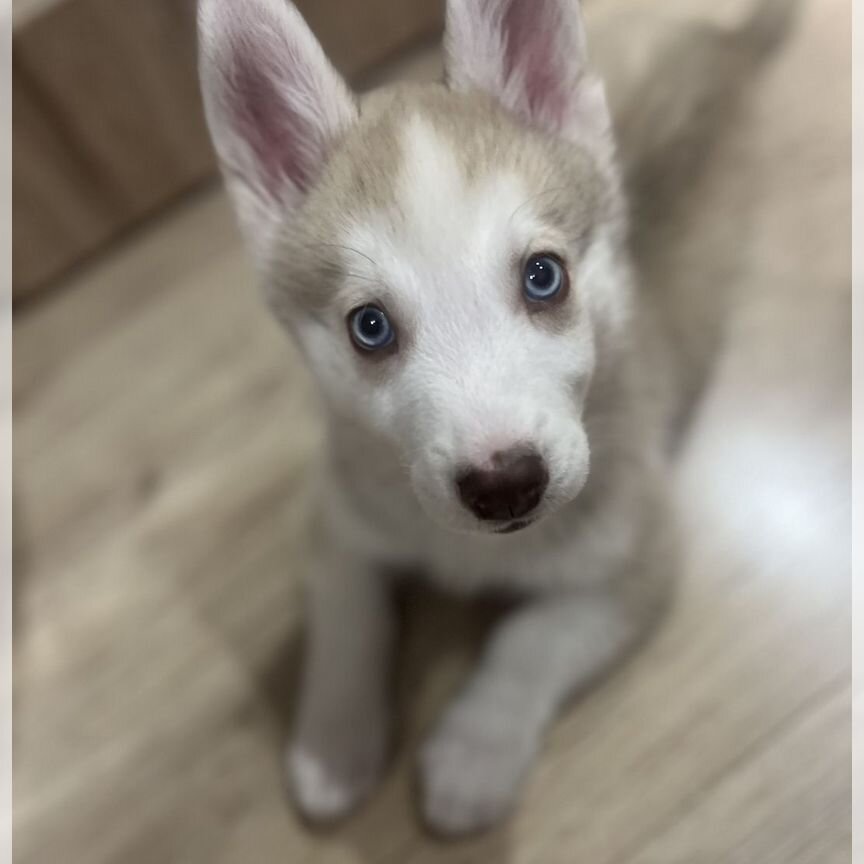 Сибирский хаски, щенок