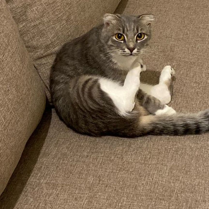 Шотландская вислоухая короткошёрстная, взрослая кошка