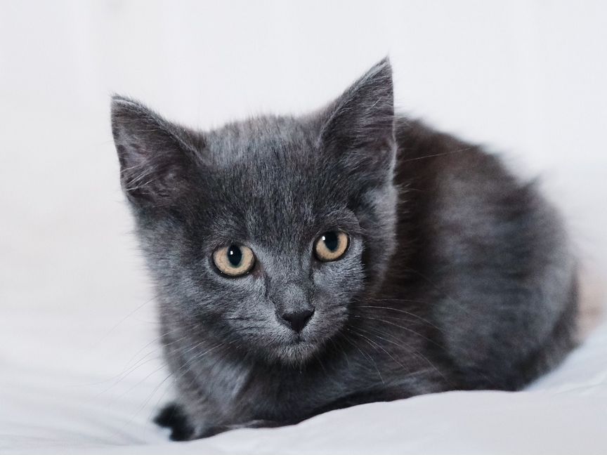 Ручной, ласковый серый котёнок мальчик 2м