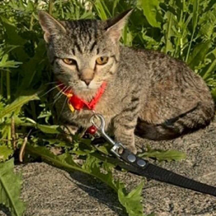 Взрослый кот в добрые руки