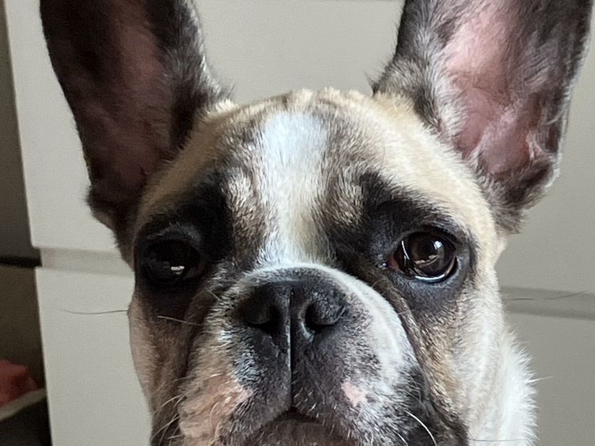 Французский бульдог