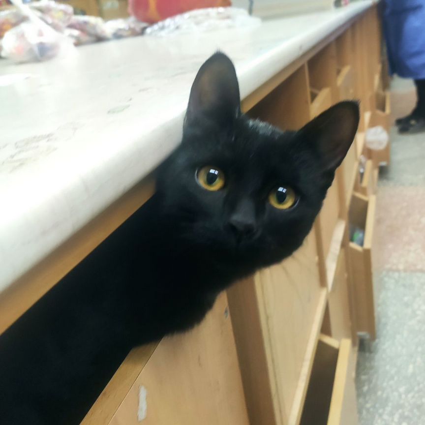 Котик Уголёк