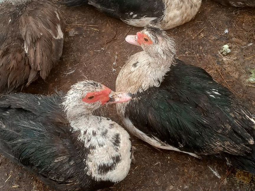 Селезень индоутки