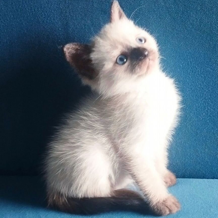 Тайский котёнок