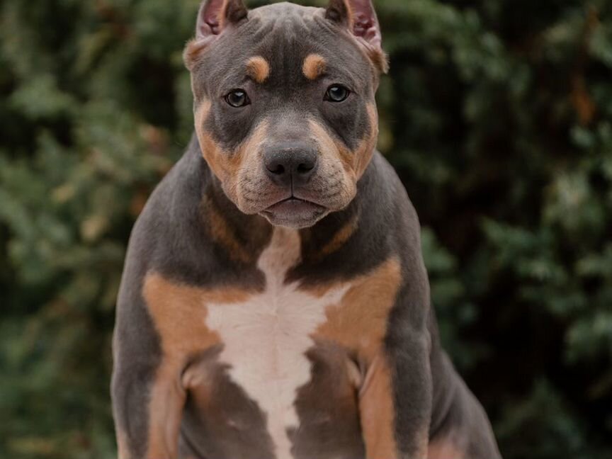 Американский булли