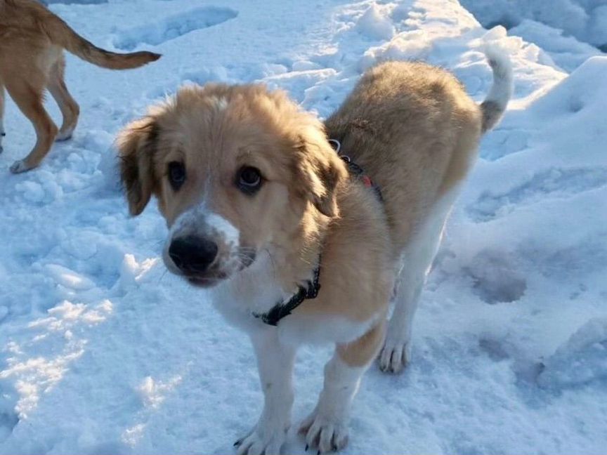 Славный мальчишка ищет хозяев