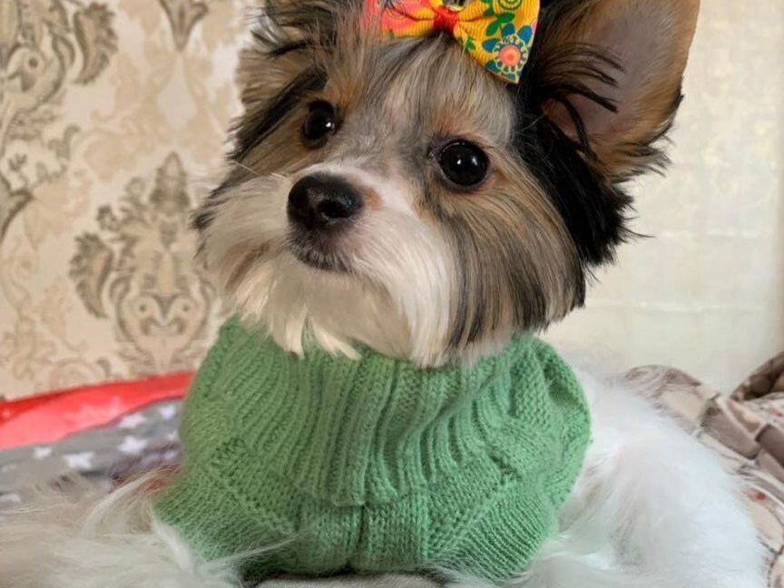 Девочка мини бивер ищет мальчика для вязки