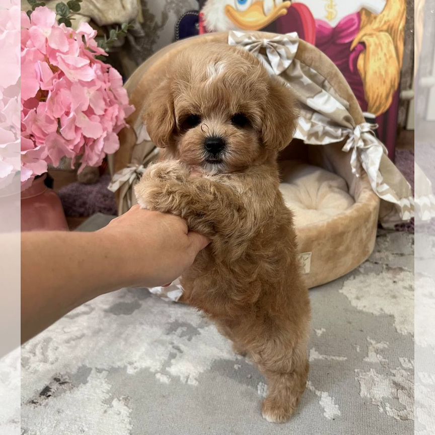 Мальтипу Лучшие Коря & Китай