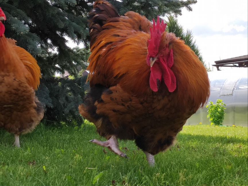 Петух орпингтон