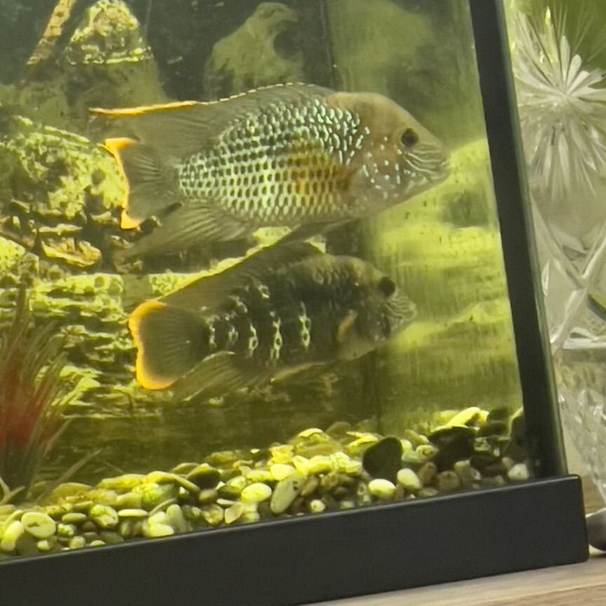 Акара бирюзовая самки