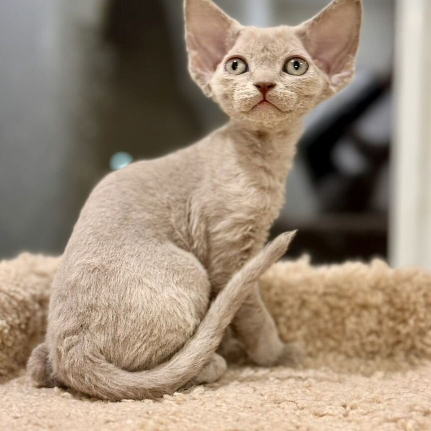 Котята Девон-рекс