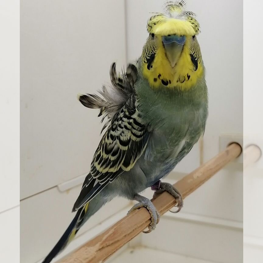 Волнистые попугаи,самцы и самки