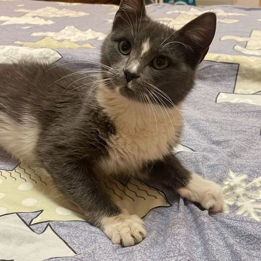 Котик