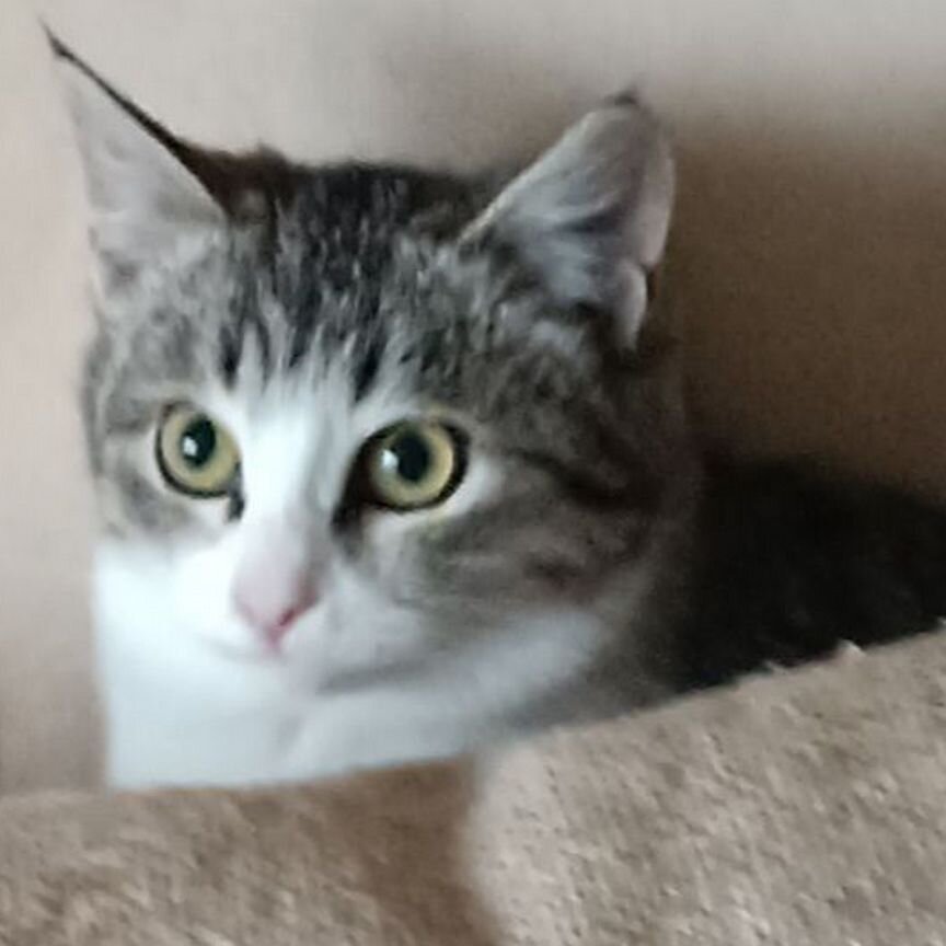 Котёнок в добрые руки