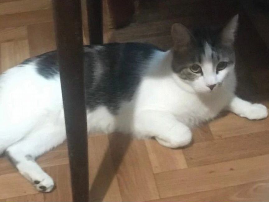 Коту нужен дом Кастрирован