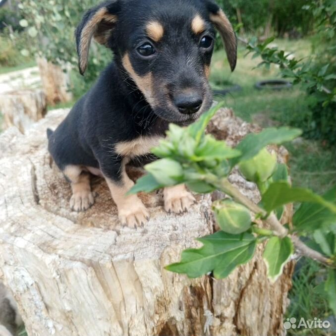 Щенуля в добрые руки