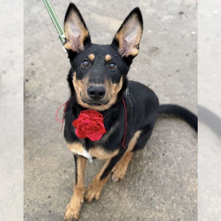 Щенок в добрые руки