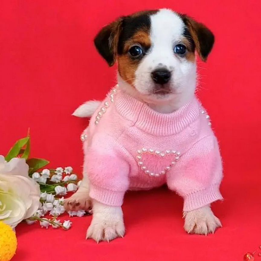 Джек-рассел-терьер, щенок