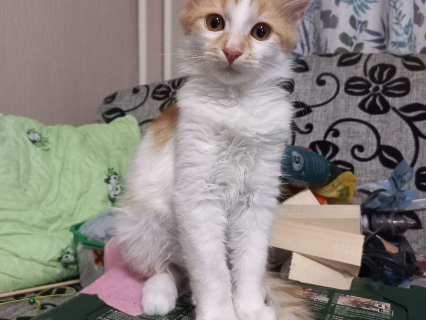 Котенок в добрые руки