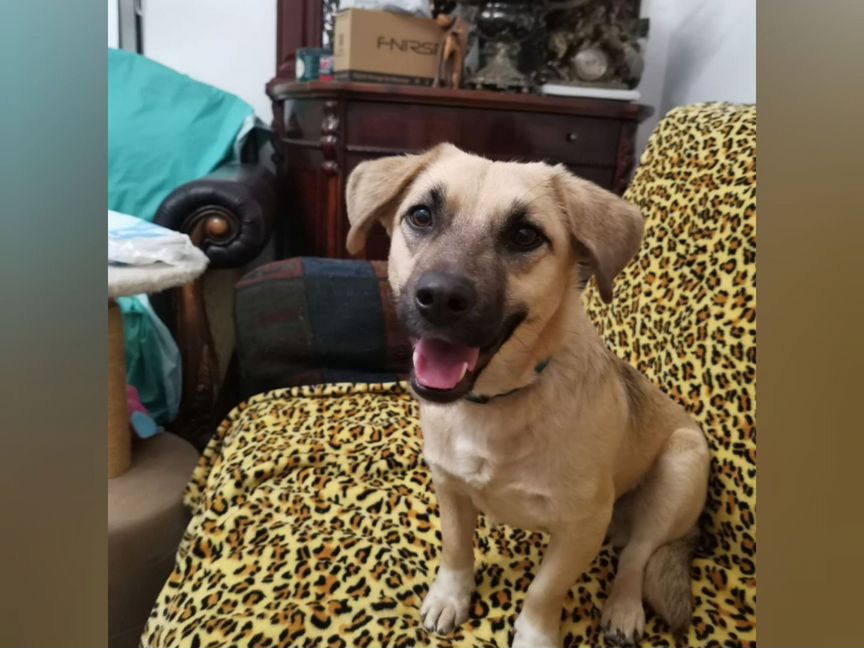 Маленькая собачка в добрые руки