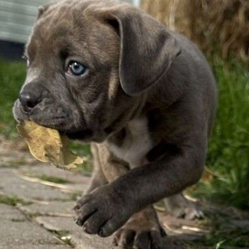 Щенки американского булли