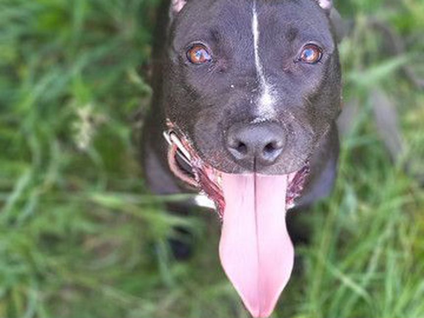 Питбуль Тисса в добрые руки