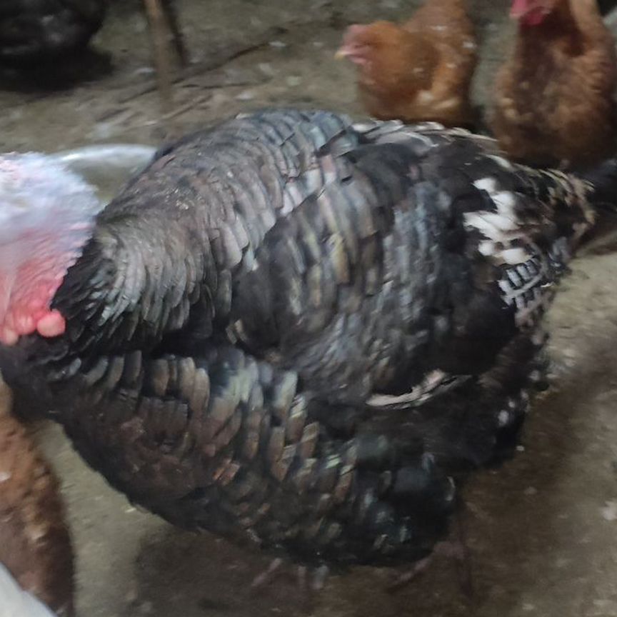 Индюк северокавказский