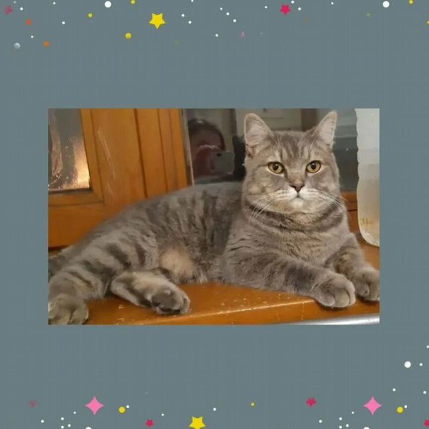 Кот Тимофей в добрые руки