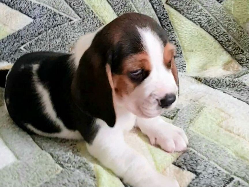 Щенки бигль