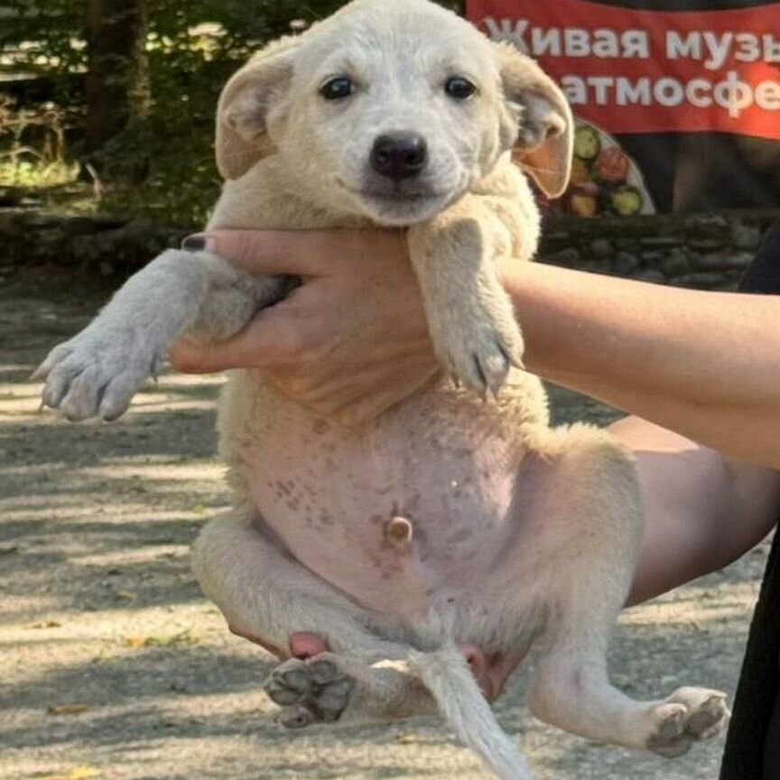 Щенок в добрые руки