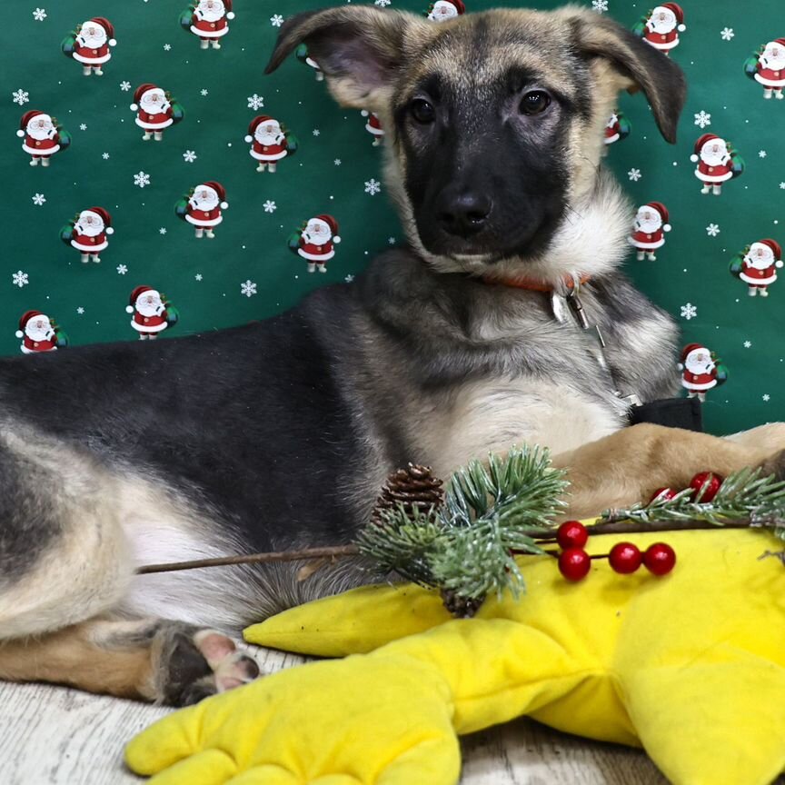 Щенок в добрые руки