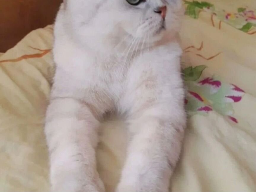 Шотландская вислоухая