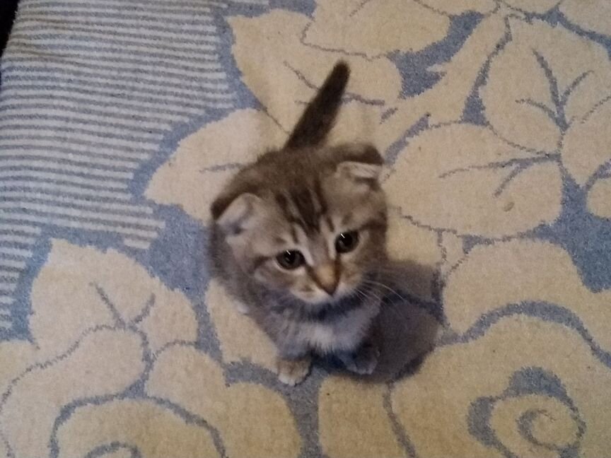 Шотландская вислоухая девочки