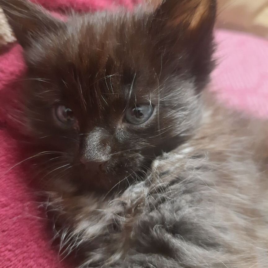 Котенок мальчик серый